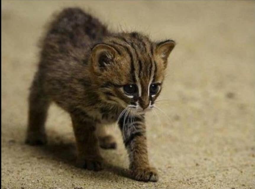 [펌] 세상에서 제일 작은 고양이 - 자유게시판 | 후잉가계부